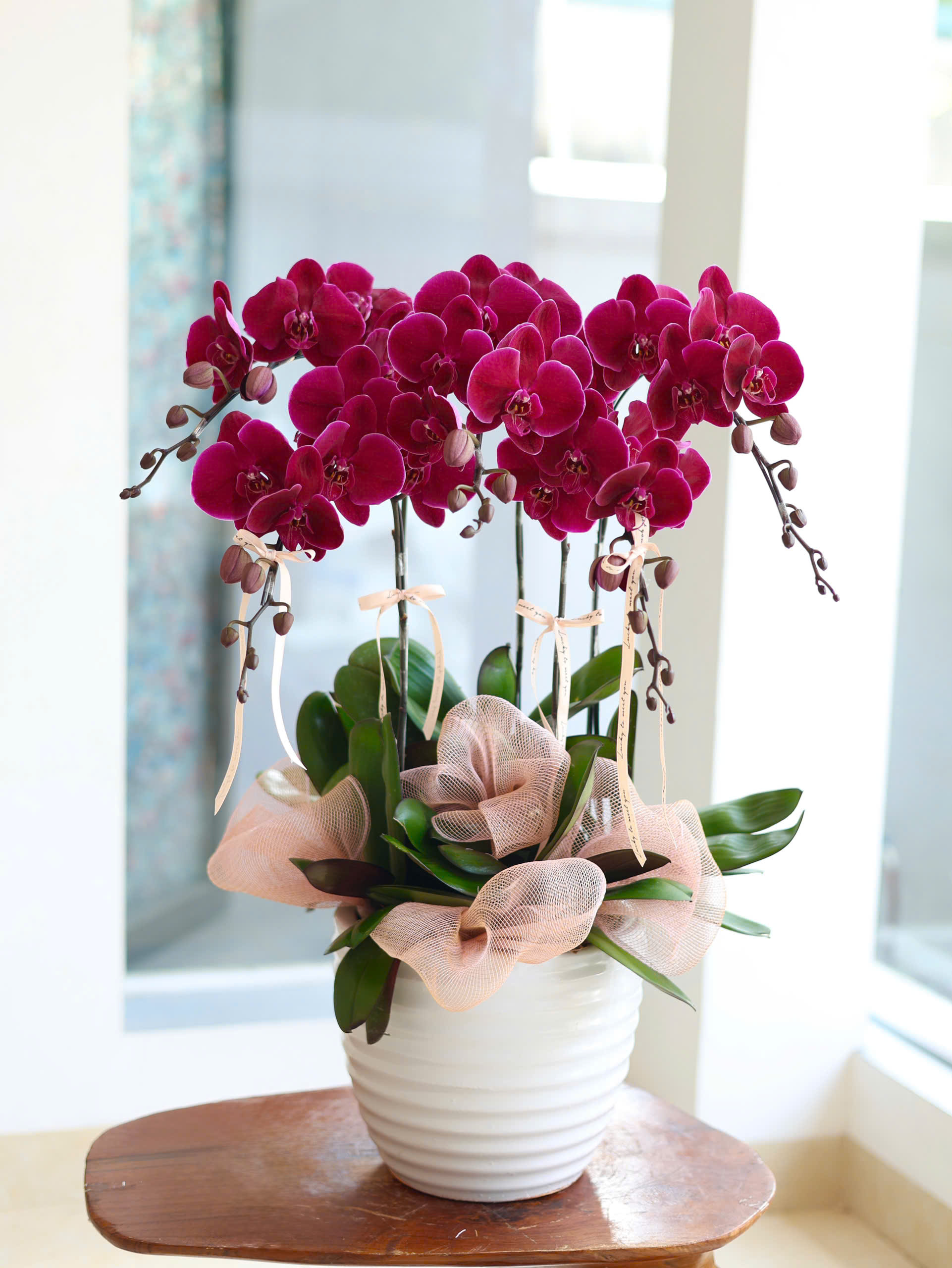 LAN HỒ ĐIỆP ĐỎ CHERRY - QUÀ TẶNG SANG TRỌNG - Hoa Đất Flower - Lan Hồ Điệp